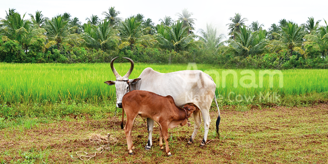 Native Cow's Milk(A2)